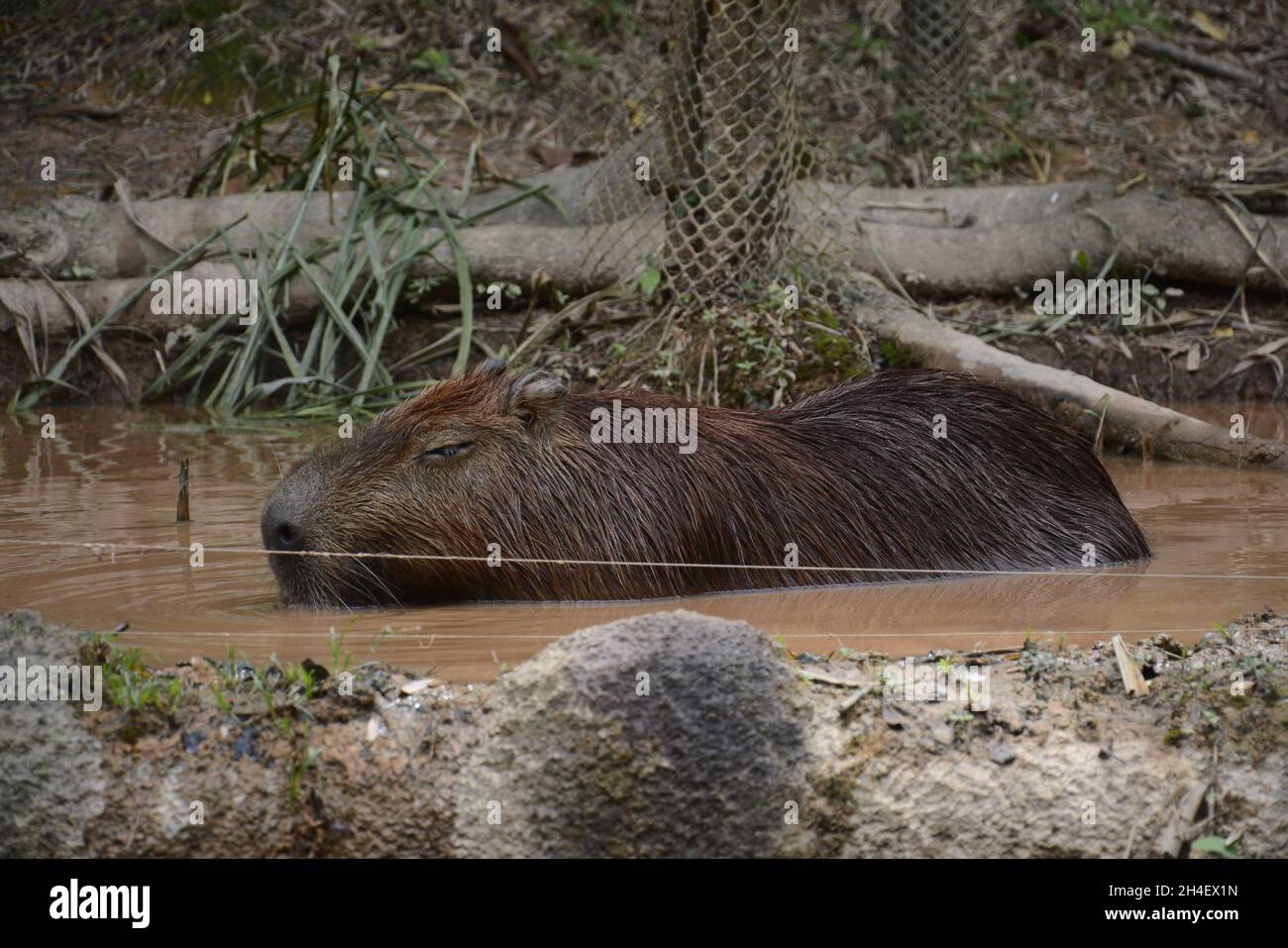 isolated beaver swimming in muddy water in the forest Stock Photo - Alamy