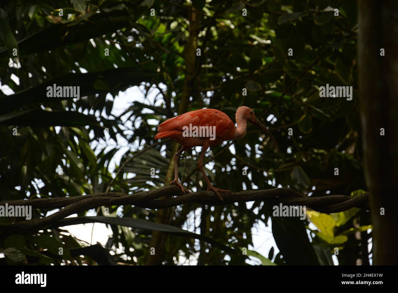 isolated scarlet ibis on a tree branch ready to take off Stock Photo ...