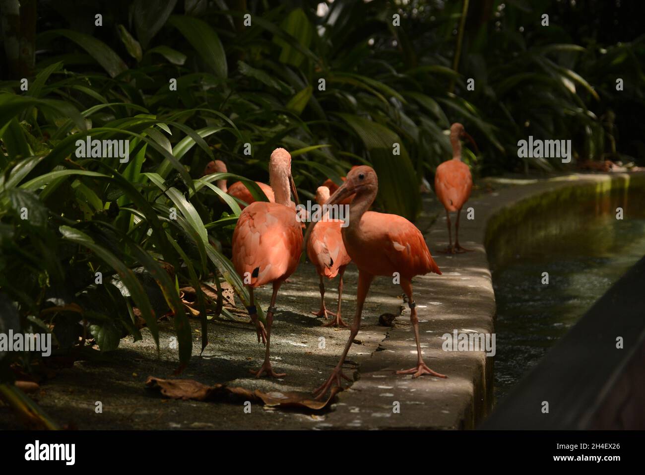 flock of scarlet ibis gathered together by the lake Stock Photo - Alamy