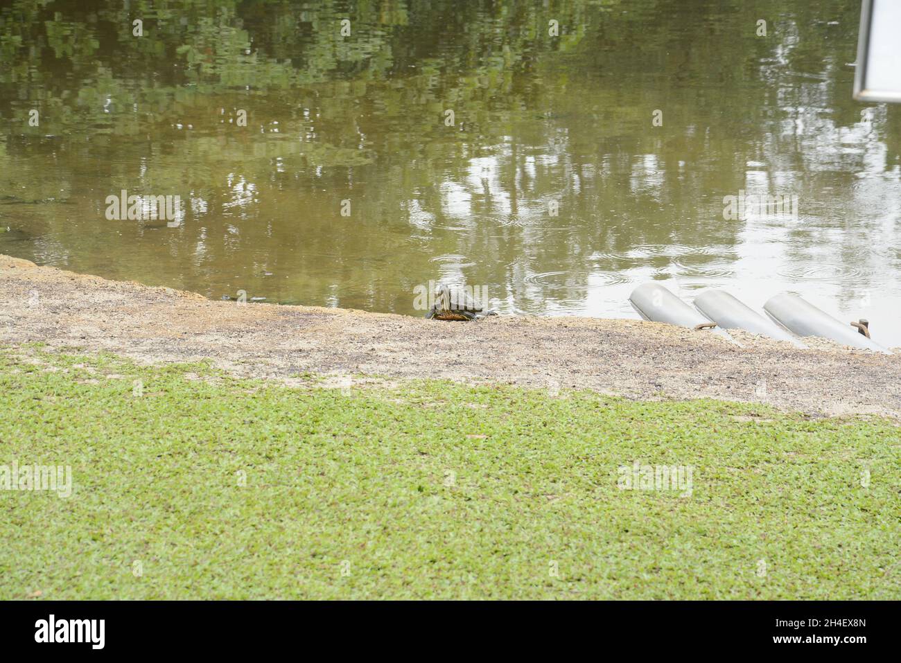 tiny turtle stretching its way out of the lake Stock Photo - Alamy