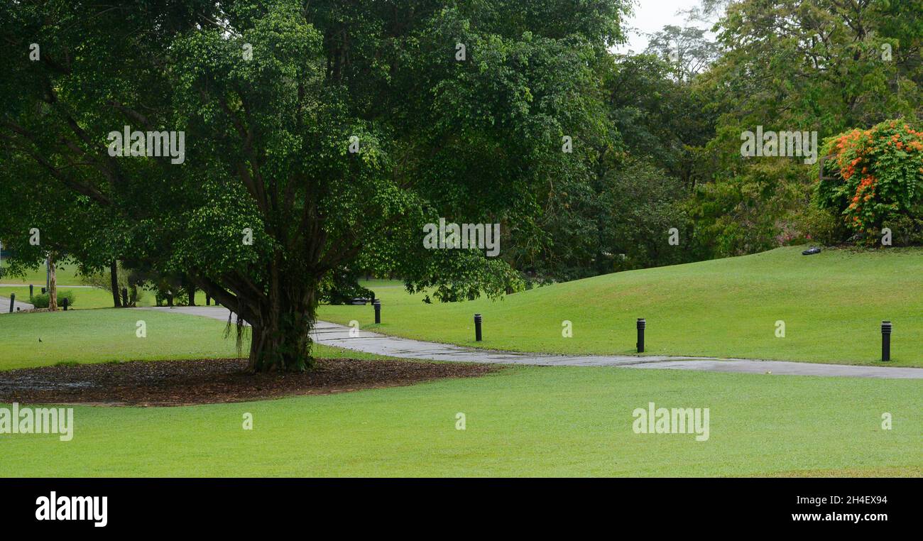 green open land with a huge people tree by the road Stock Photo - Alamy