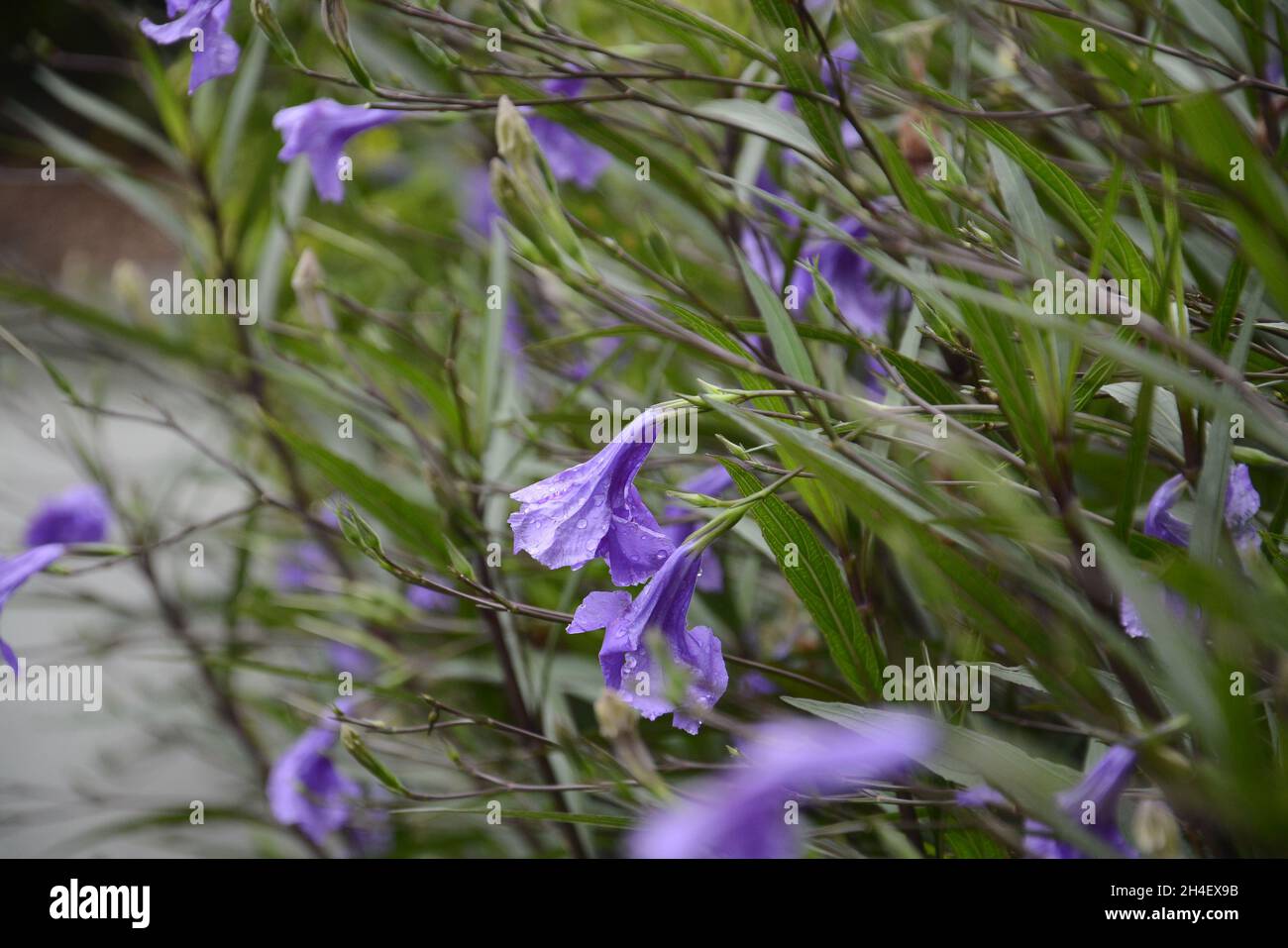 violet bell flowers and green leaves with blur background Stock Photo ...
