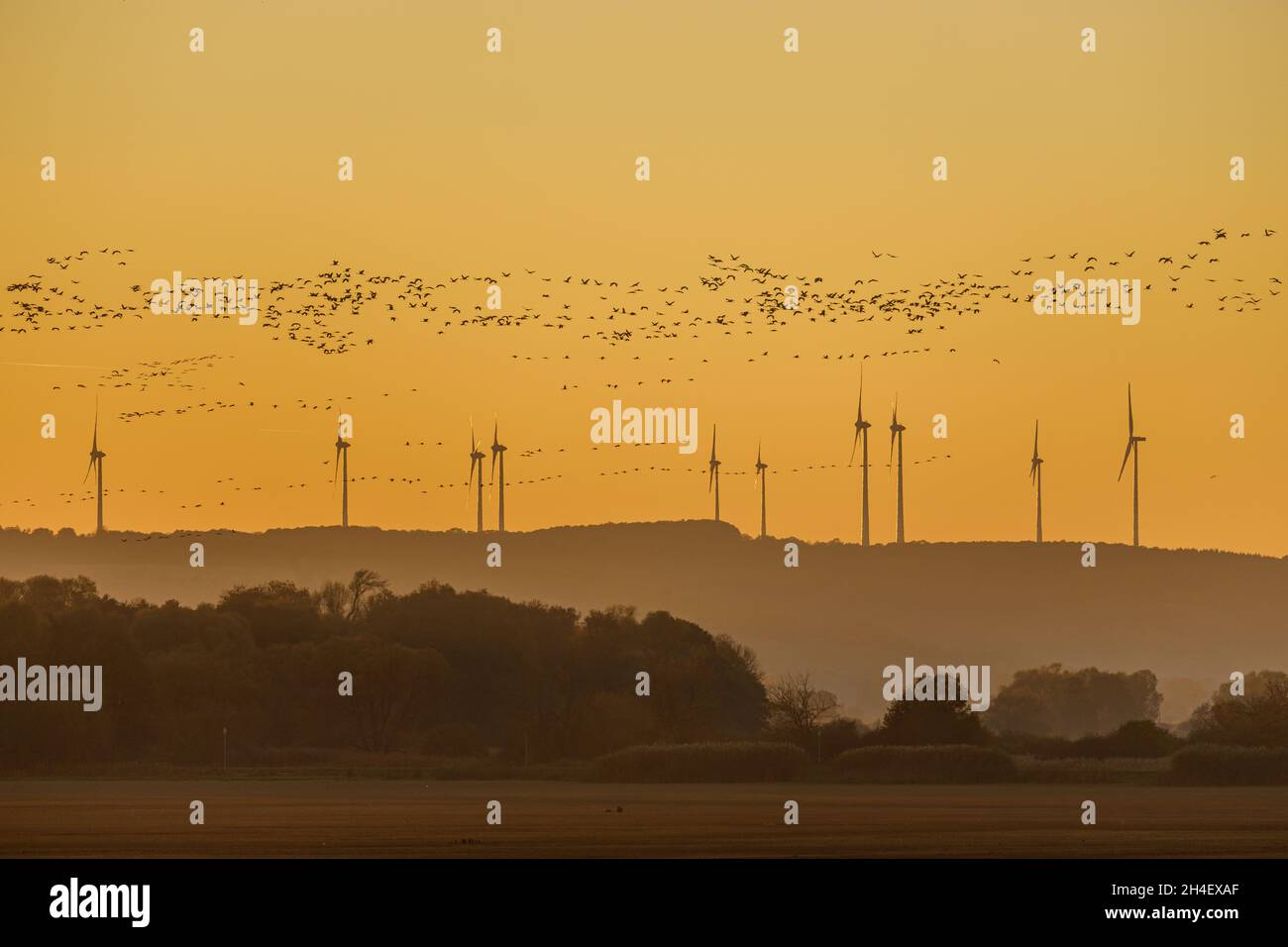 Migration birds hi-res stock photography and images - Alamy