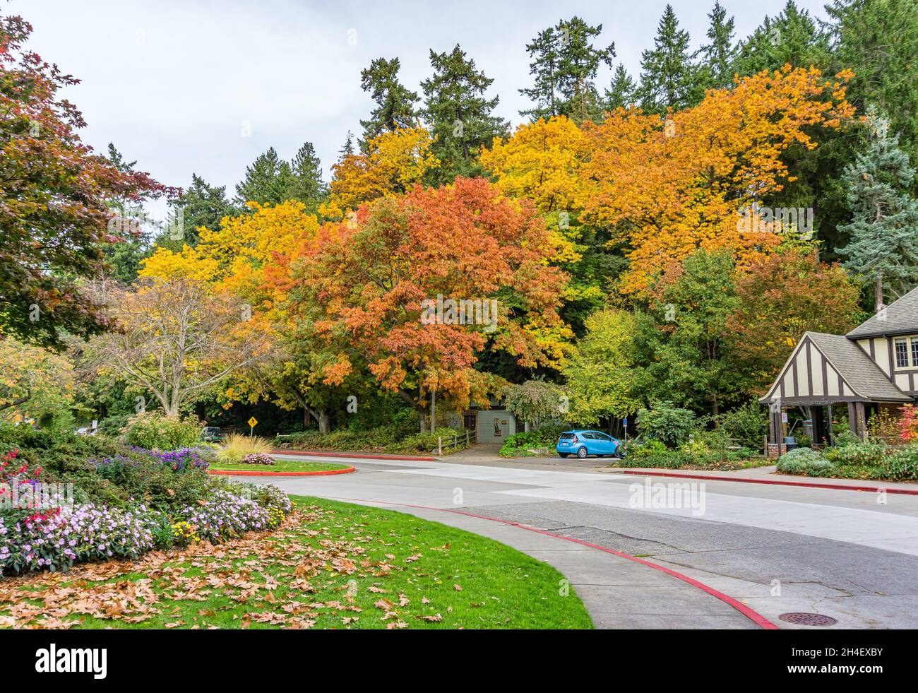 Fall colors at Seward Park in Seattle, Washington Stock Photo - Alamy