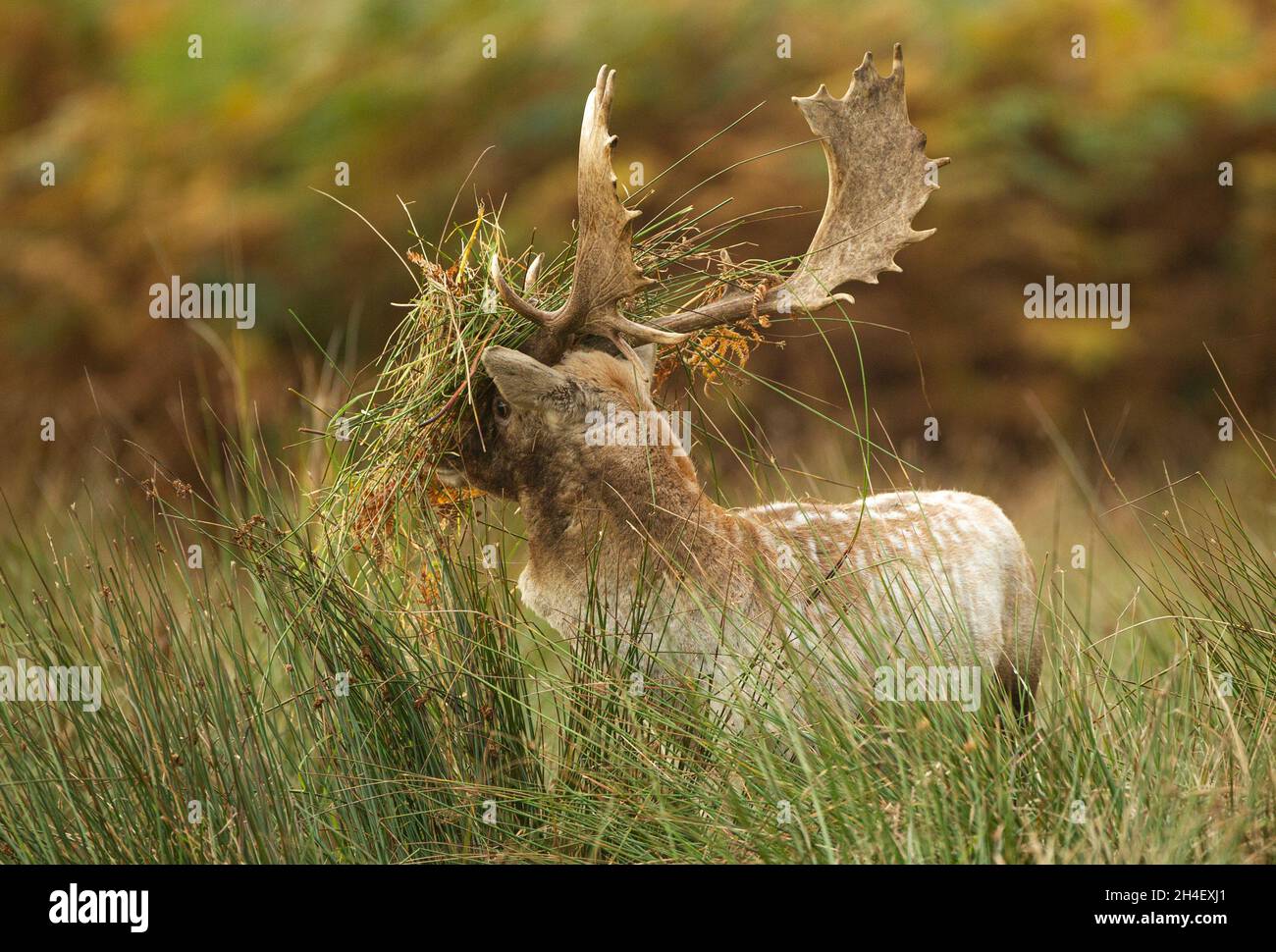 Fallow deer stag with vegetation on his head and antlers Stock Photo ...