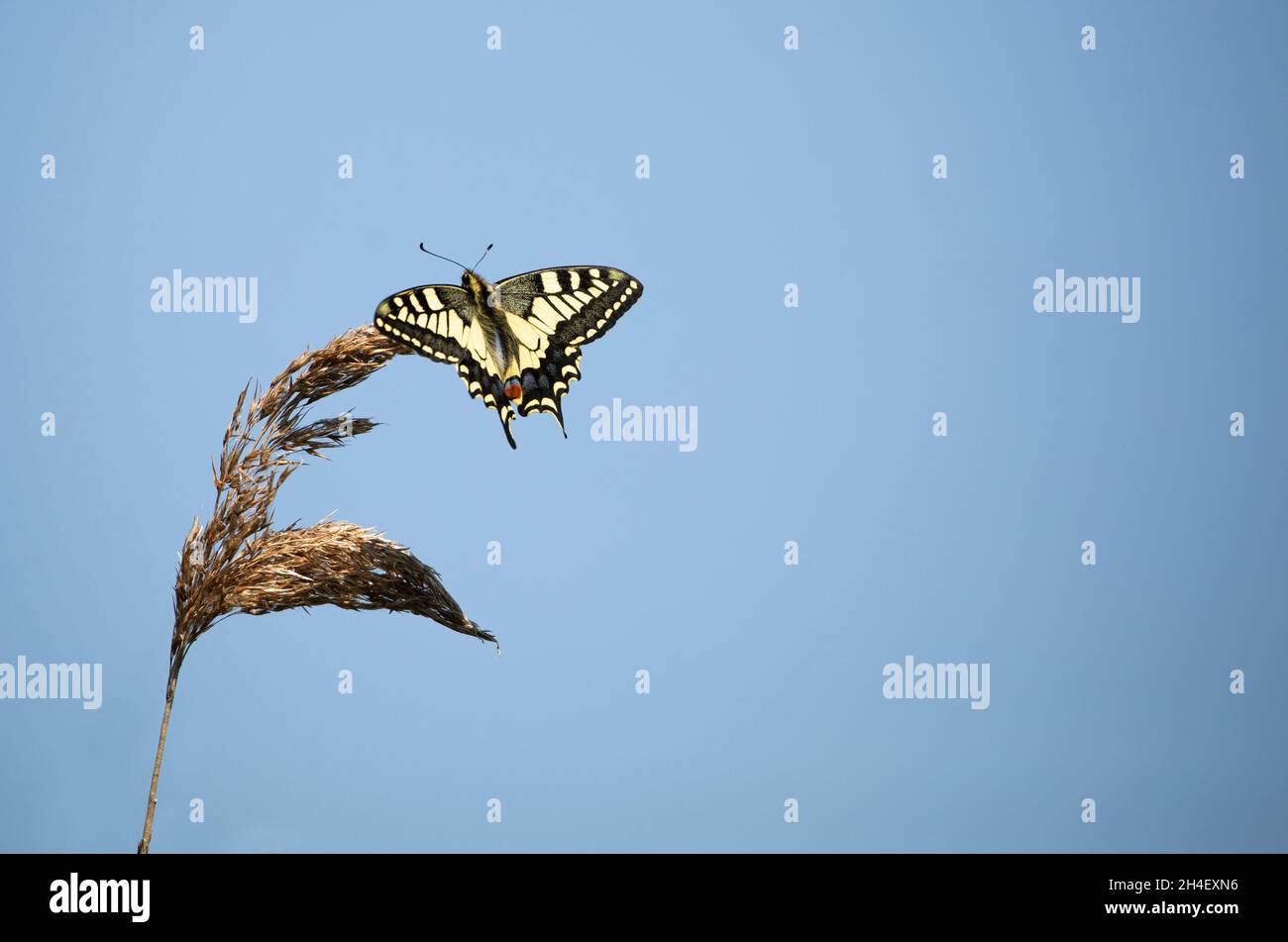 Butterfly distribution hi-res stock photography and images - Alamy