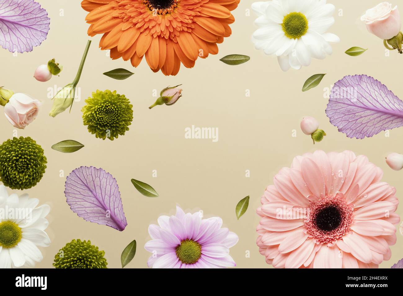 top view spring gerbera flowers with daisies leaves. Resolution and ...