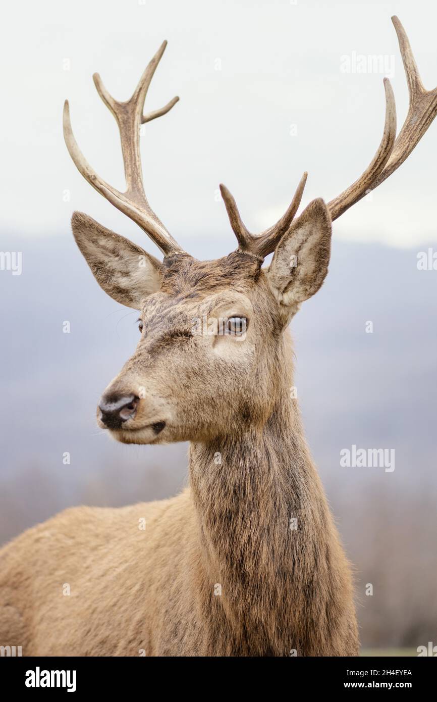 wild deer captured forest. Resolution and high quality beautiful photo ...
