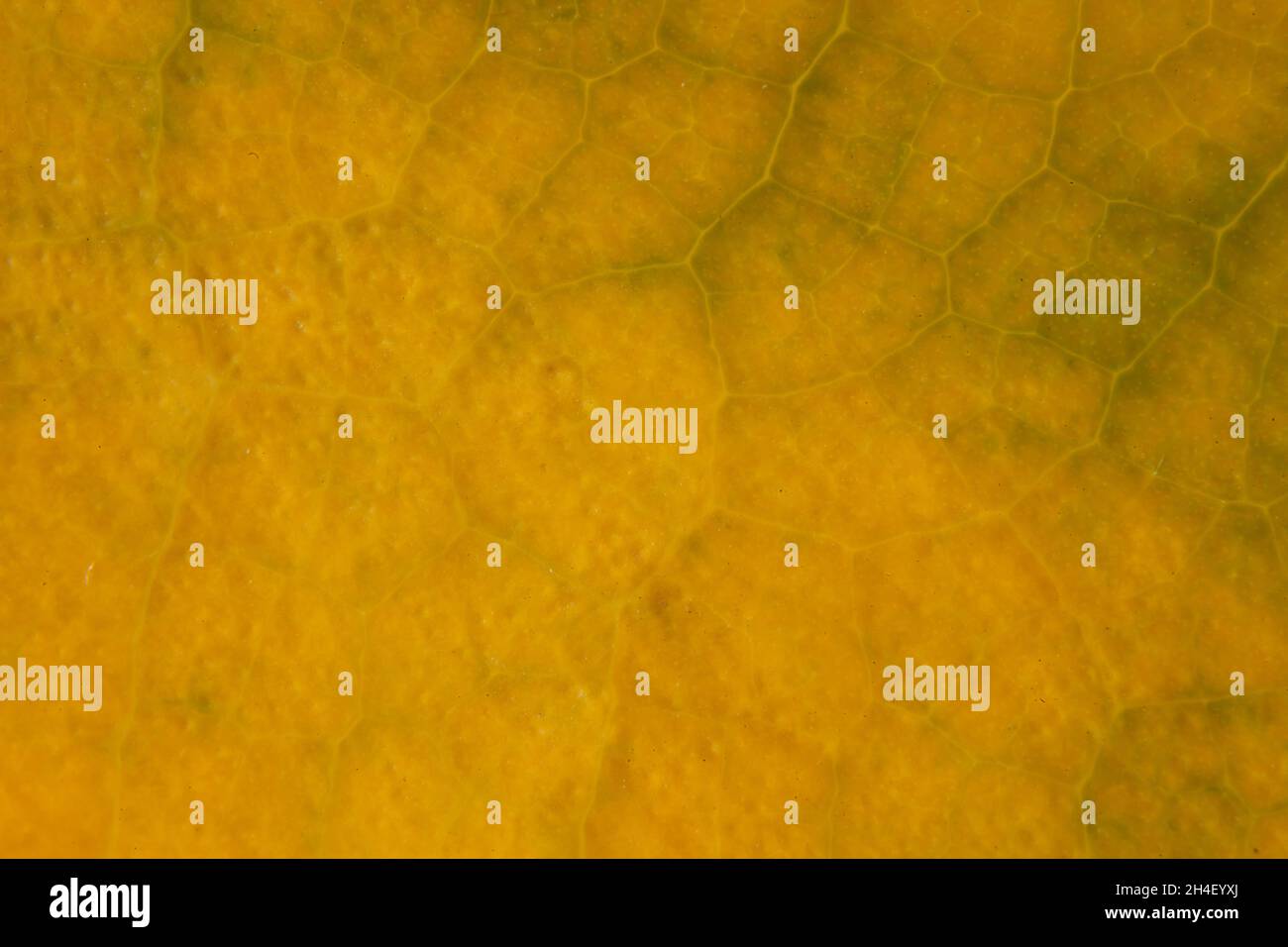 Closeup yellow leaf lines hi-res stock photography and images - Alamy