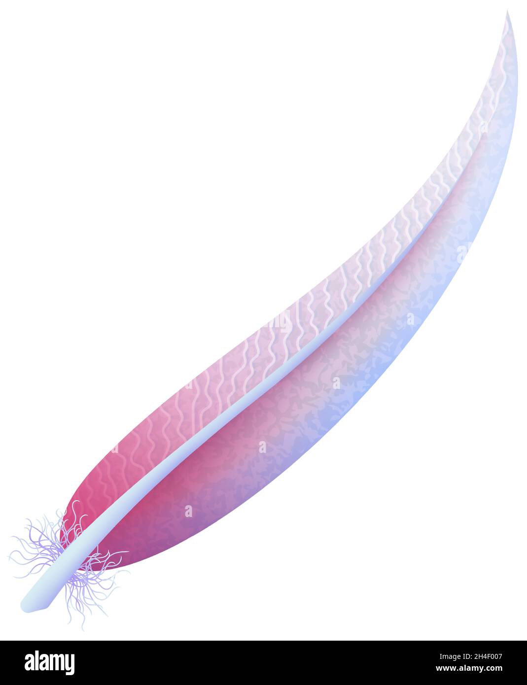 Colorful feather. Curved pastel quill in cartoon style Stock Vector ...