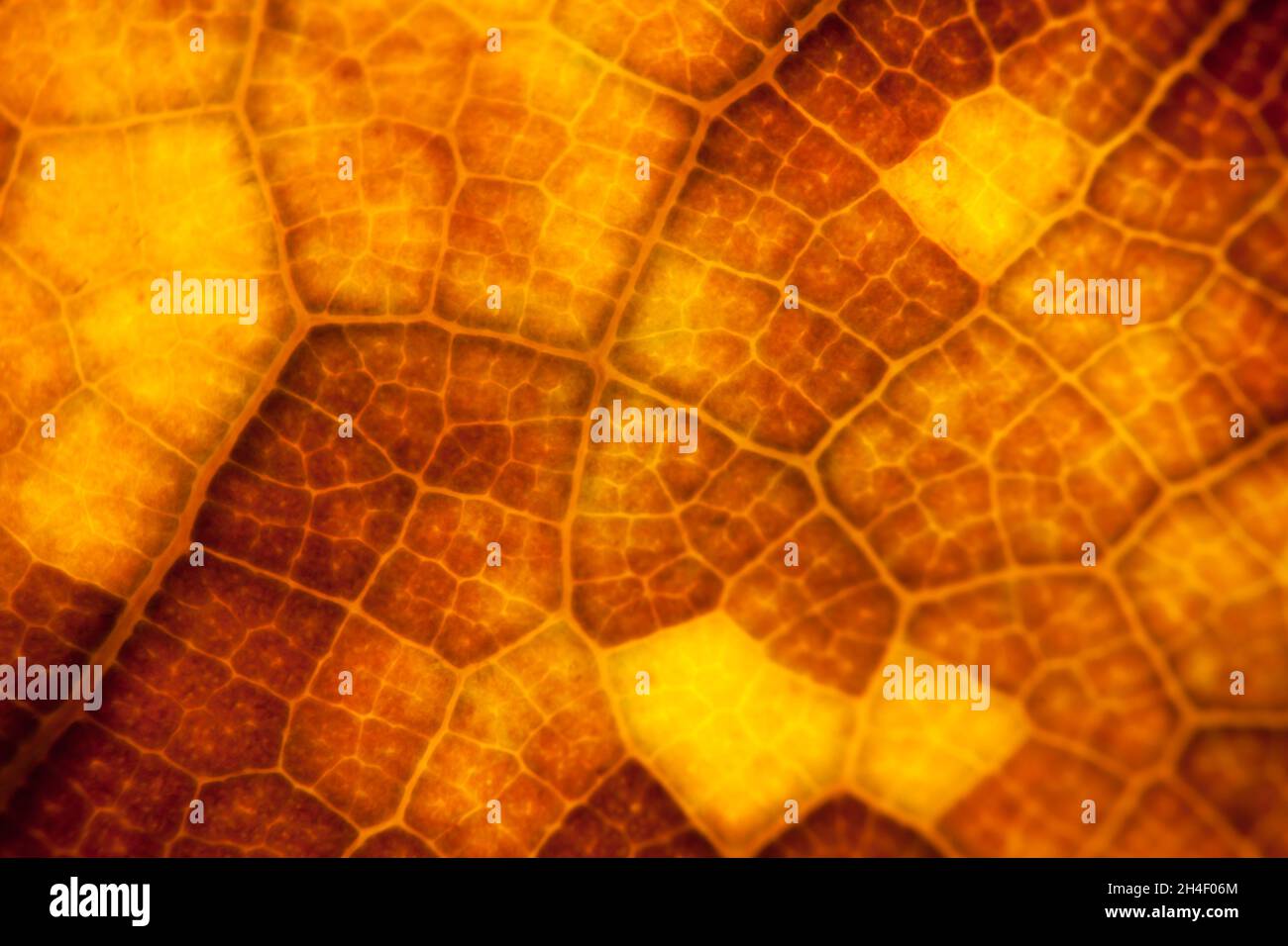 Orange microscope hi-res stock photography and images - Alamy