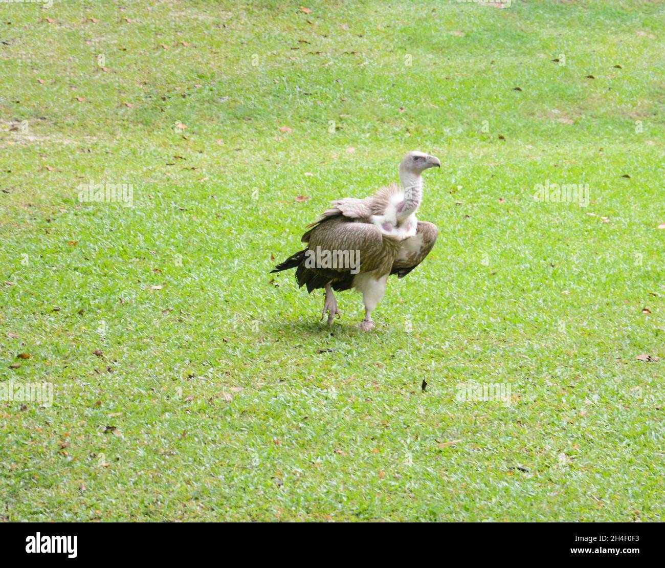 isolated white vulture with grey and black wings on a green lawn Stock ...
