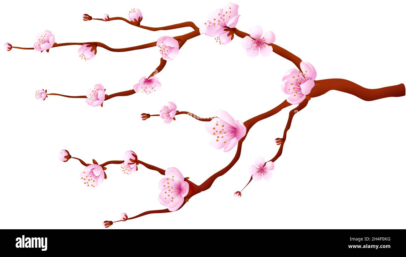 Sakura branch. Pink cherry blossom. Japanese garden tree Stock Vector ...