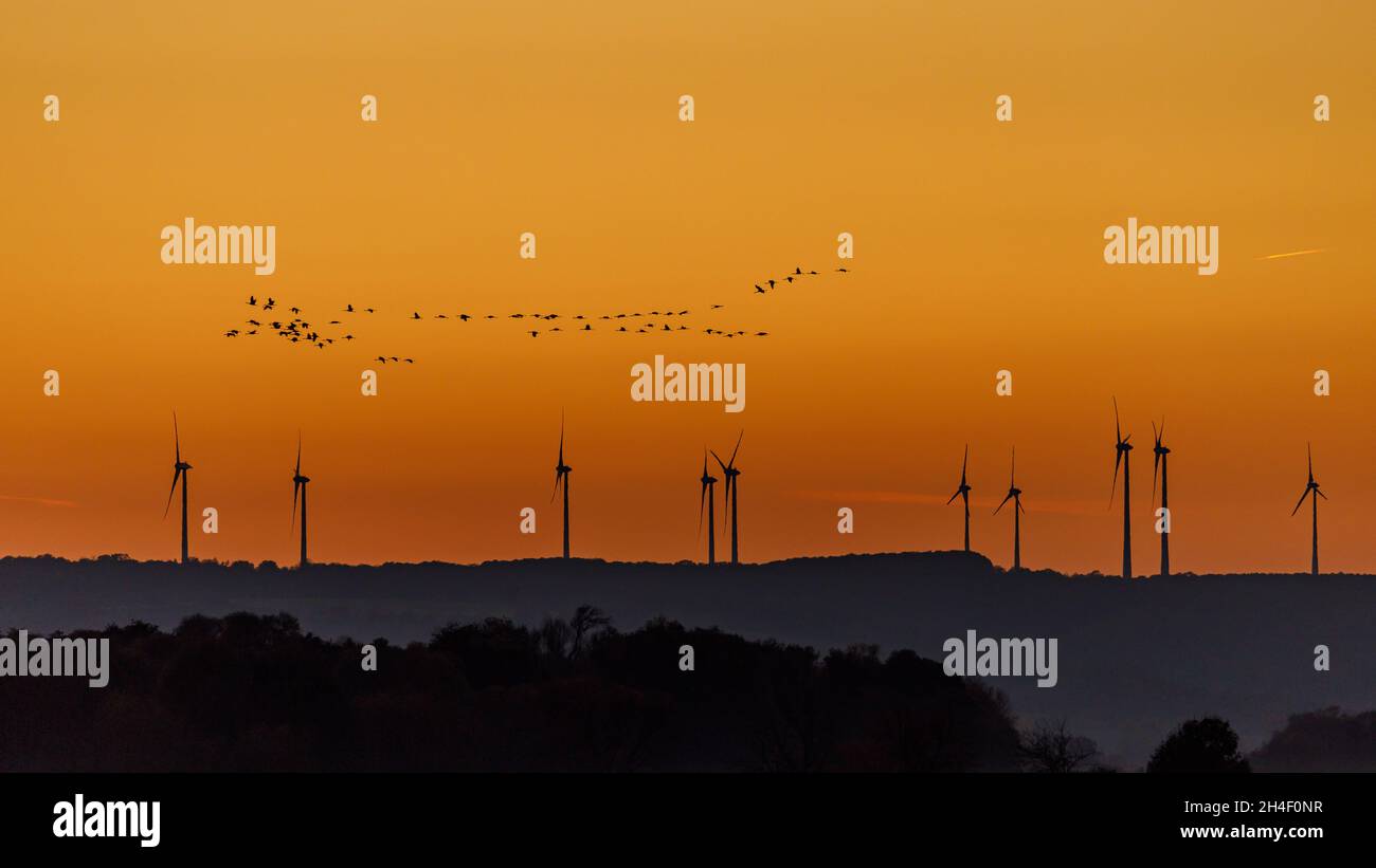 Wind Energy and Migration Birds of Crane at sunset Stock Photo - Alamy