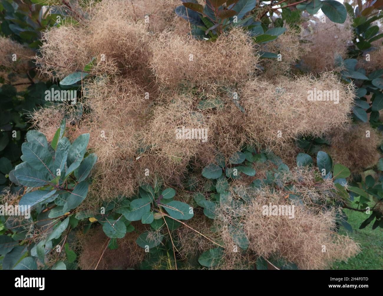 Cotinus coggygria smokebush hi-res stock photography and images - Alamy