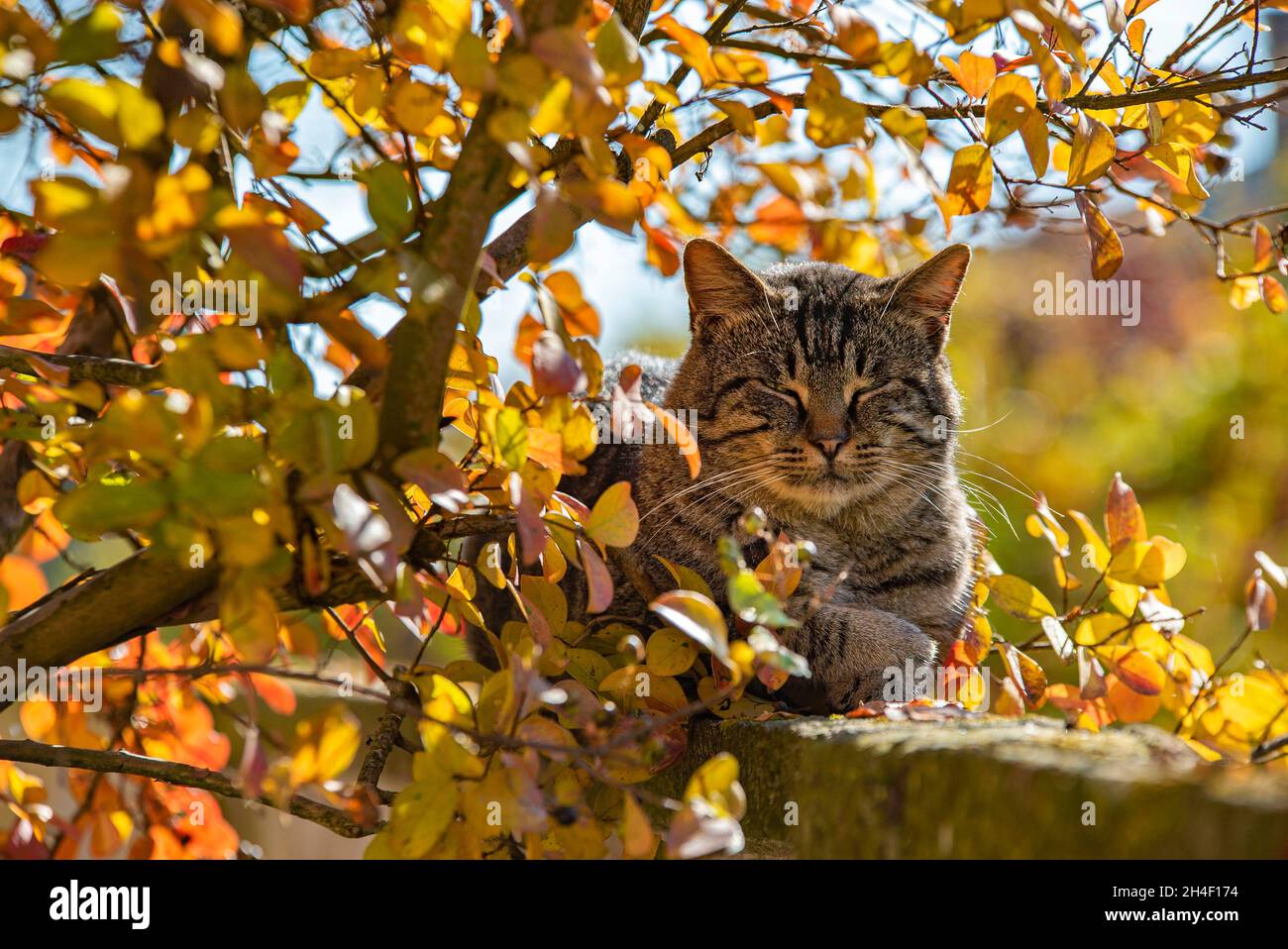 Cute Cat amongst autumn leaves in a sunny day Stock Photo - Alamy