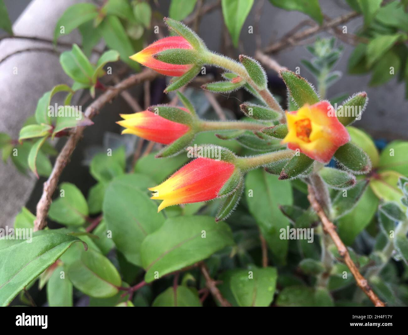 Echeveria setosa hi-res stock photography and images - Alamy