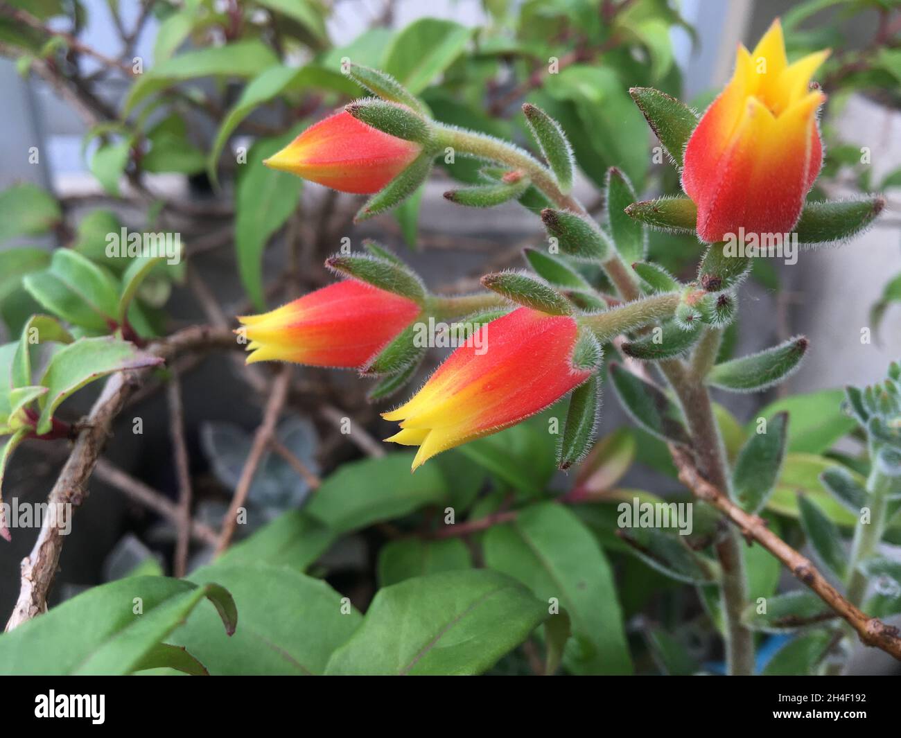Echeveria setosa plant hi-res stock photography and images - Alamy