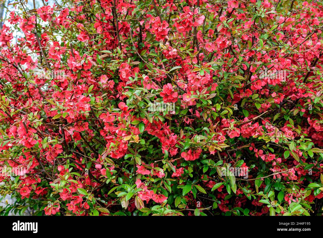 Maules quince hi-res stock photography and images - Alamy