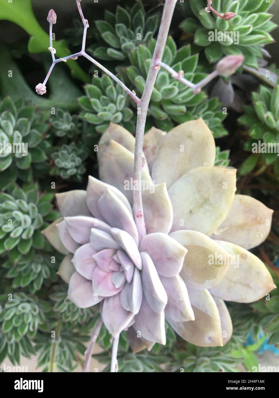 Closeup of succulents in a garden Stock Photo - Alamy