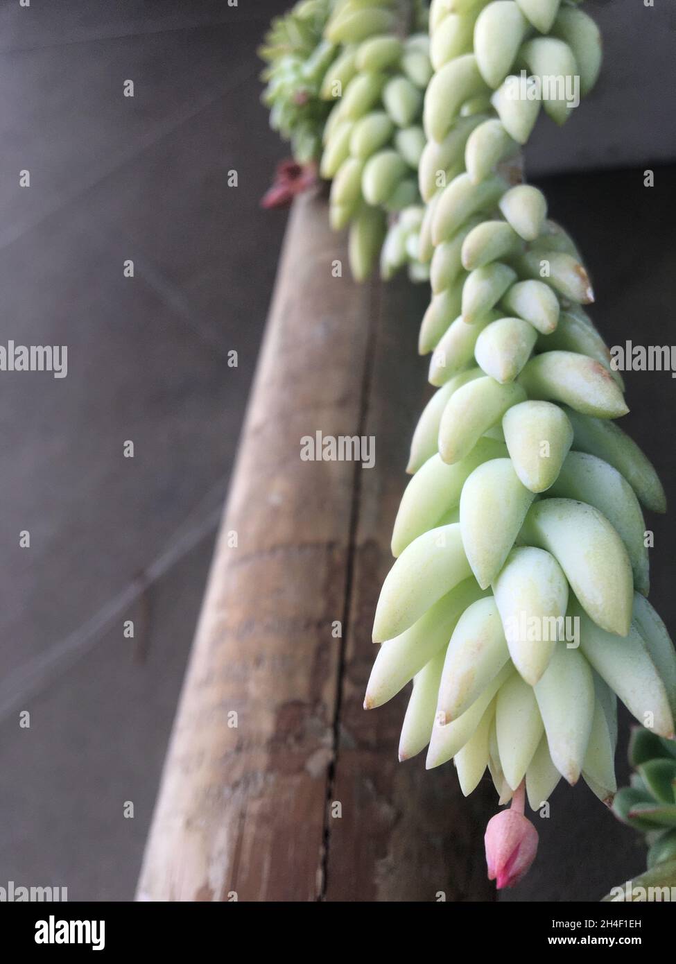 Sedum morganianum. Detail of a succulent plant Stock Photo - Alamy