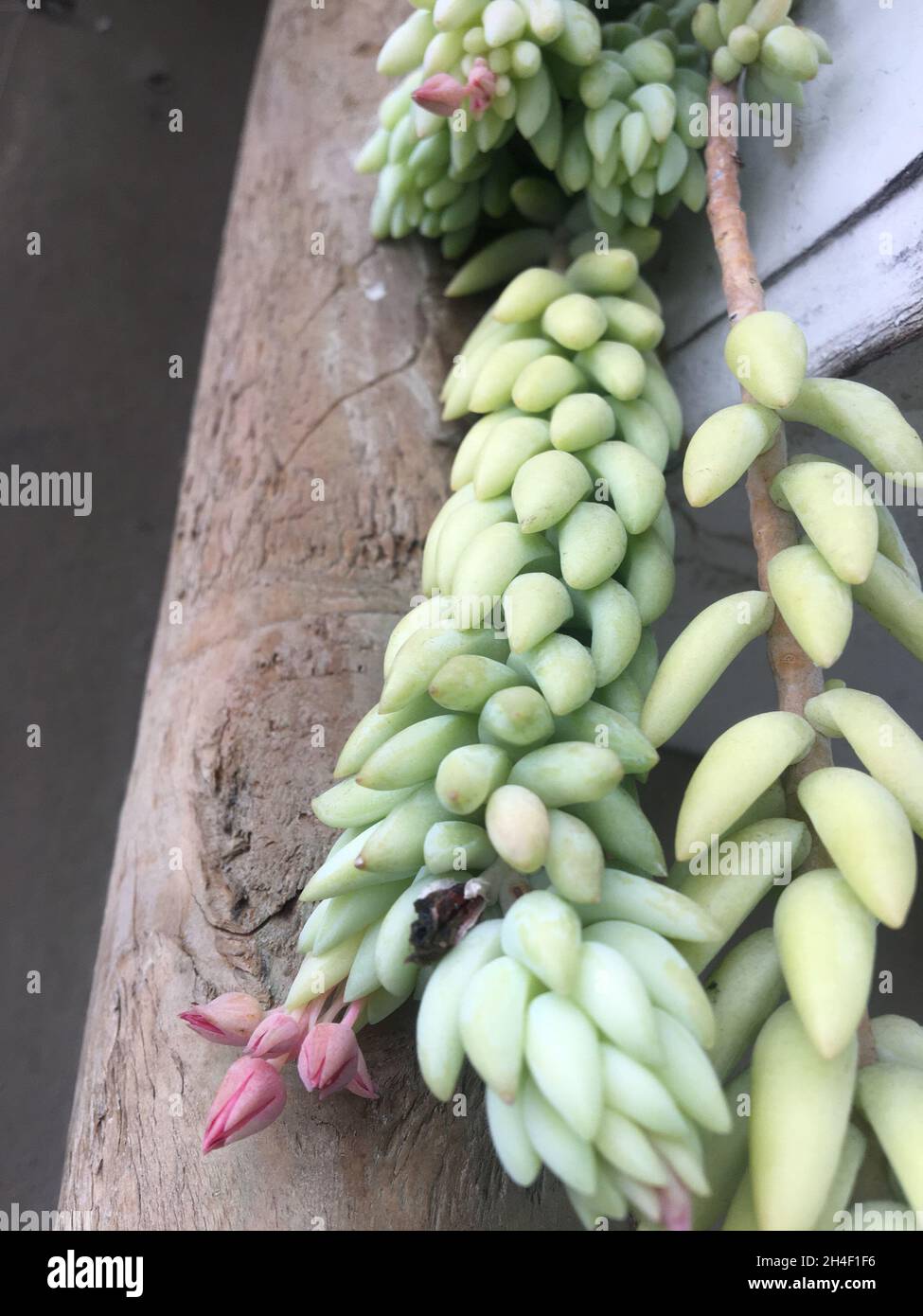 Sedum morganianum. Detail of a succulent plant Stock Photo - Alamy