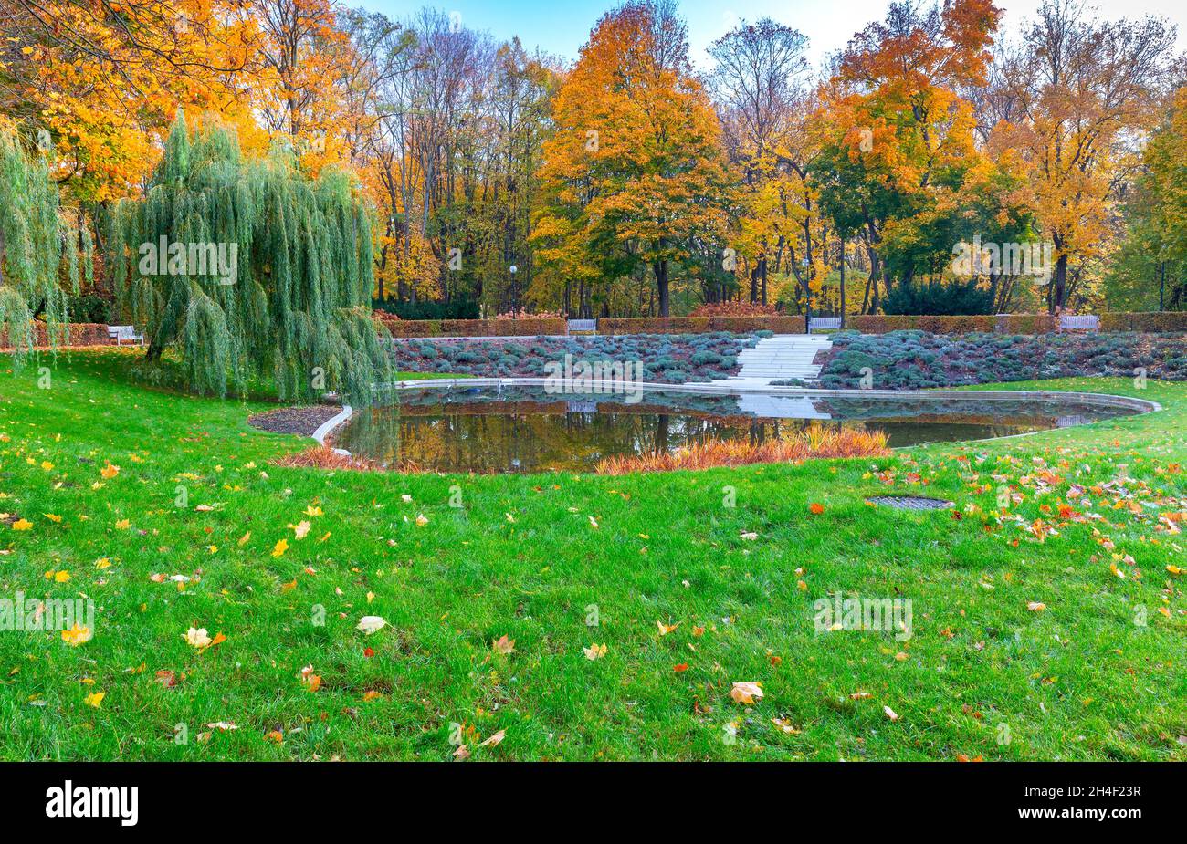 Yellow trees in the Citadel city park in the early autumn morning ...