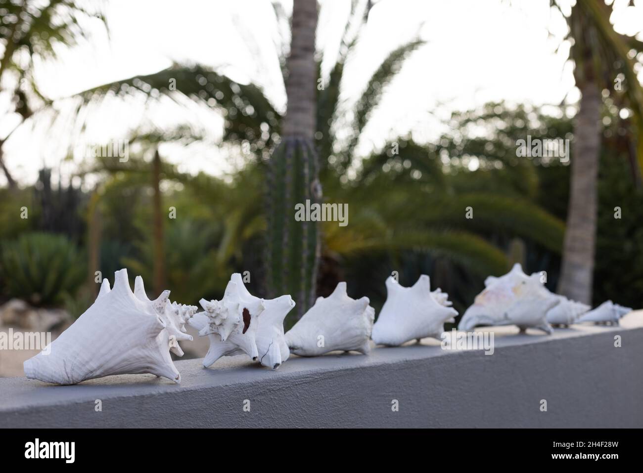 Tropical garden surrounded with grey fence and big sea shells on it ...