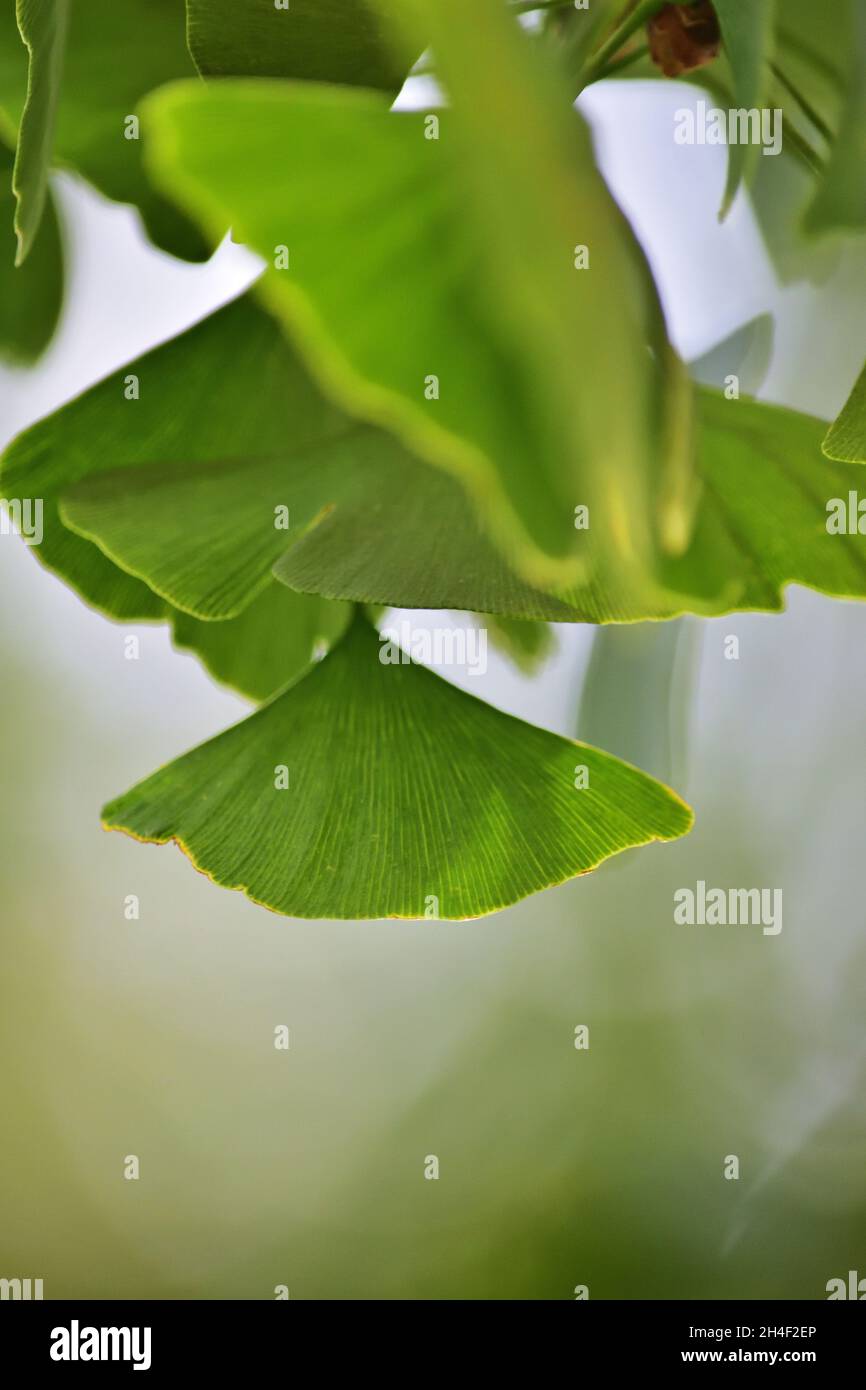 Ginkgo biloba also known as the maidenhair tree is a species of tree ...