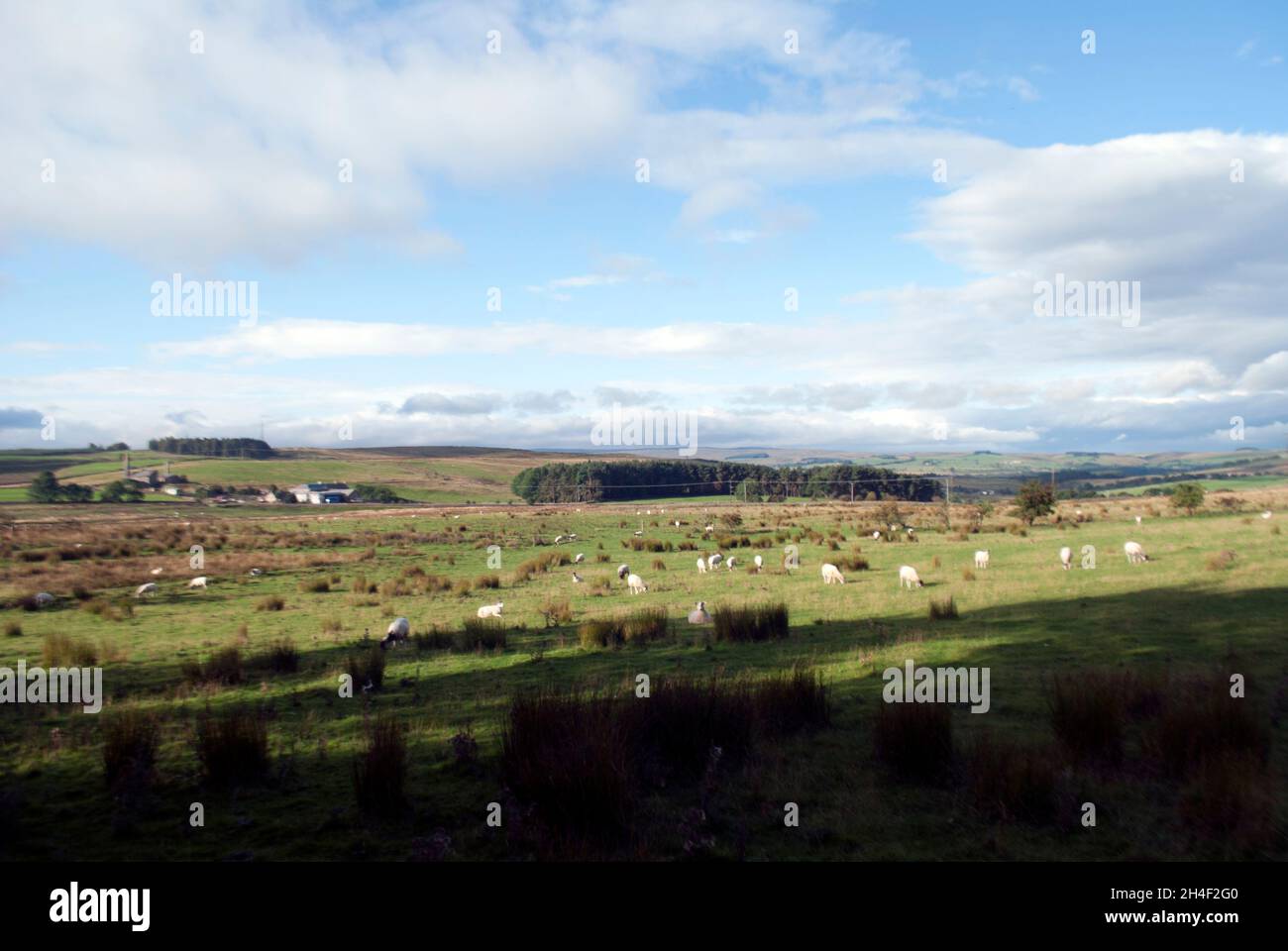 Sheep in field with shadow of tree on Stublick Moor, Langley, Hexham ...