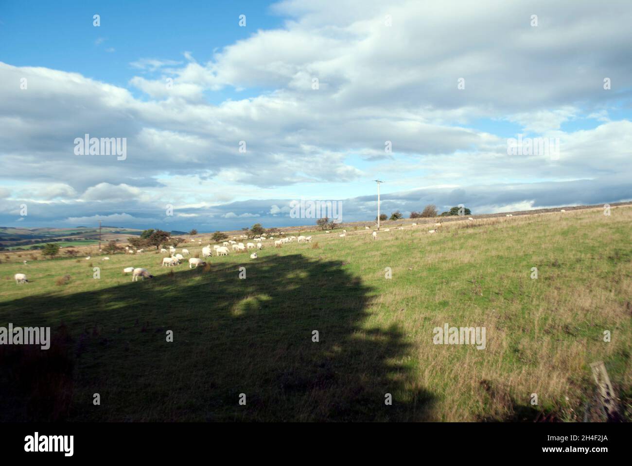 Sheep in field with shadow of tree on Stublick Moor, Langley, Hexham ...