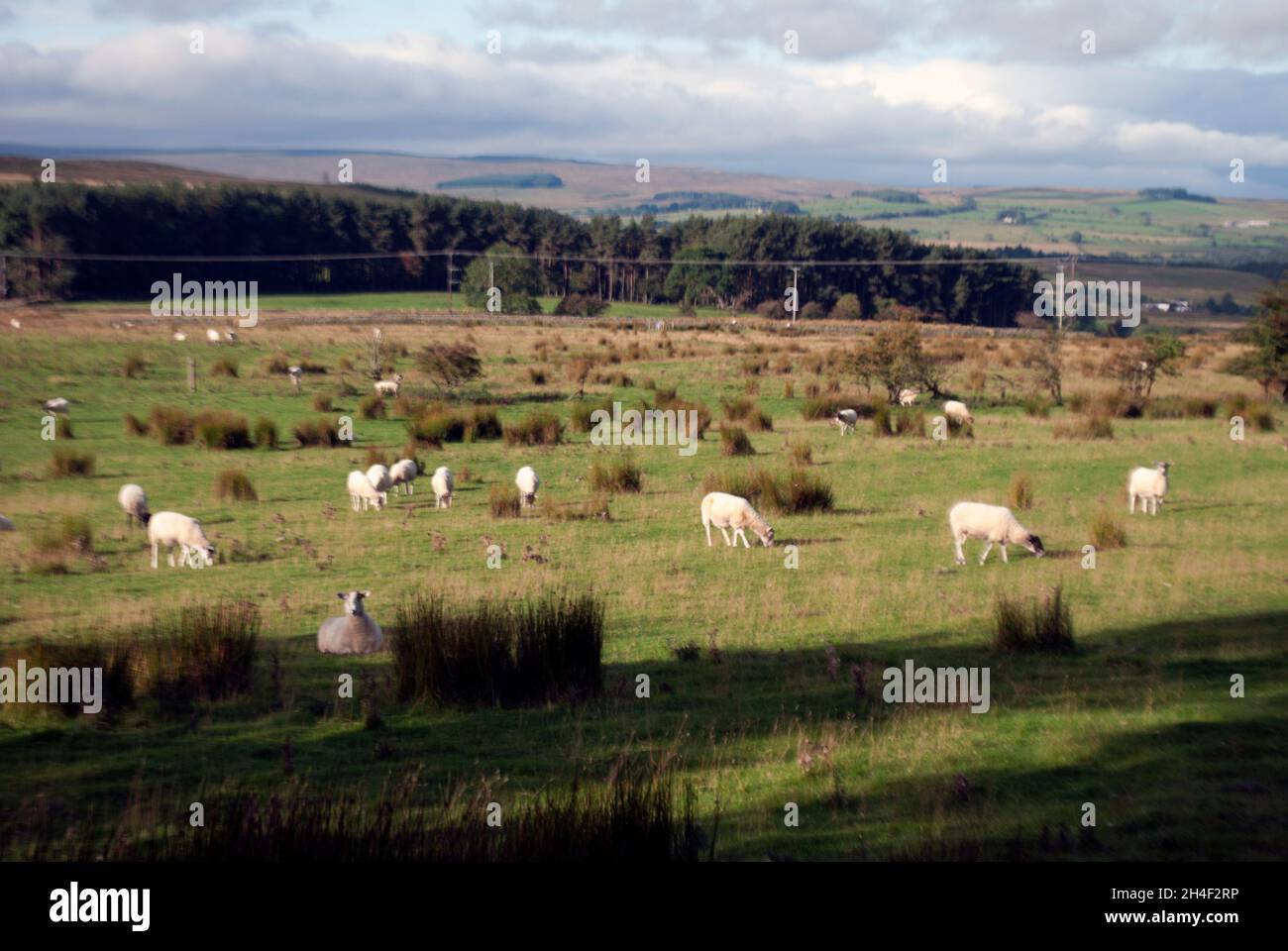 Sheep in field with shadow of tree on Stublick Moor, Langley, Hexham ...