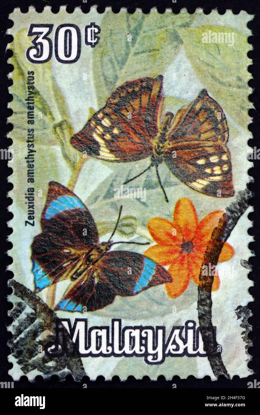 Zeuxidia amethystus hi-res stock photography and images - Alamy