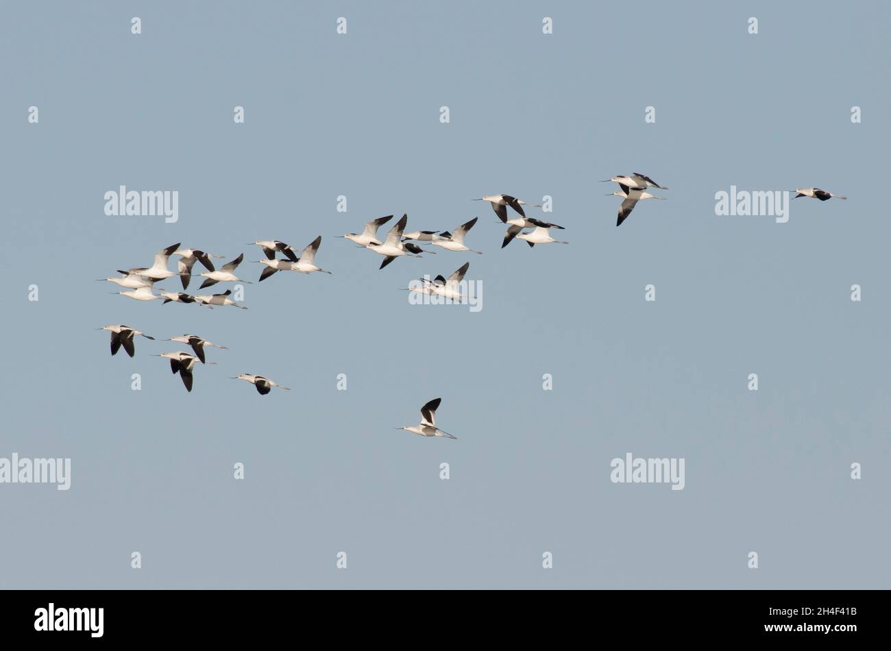 Flock of birds in flight hi-res stock photography and images - Alamy