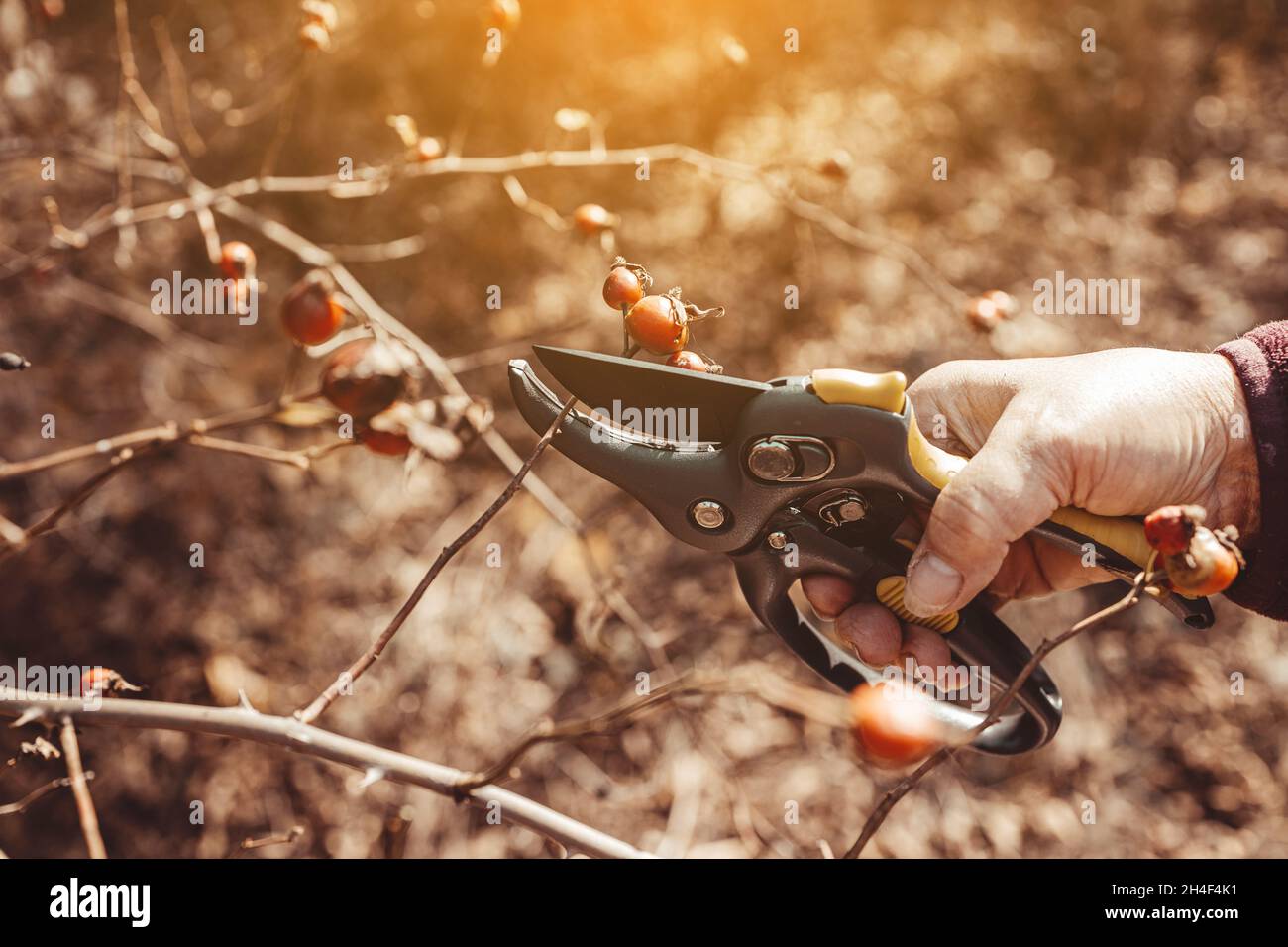 Pruning rose hip bushes in the garden in autumn. Work in the garden ...