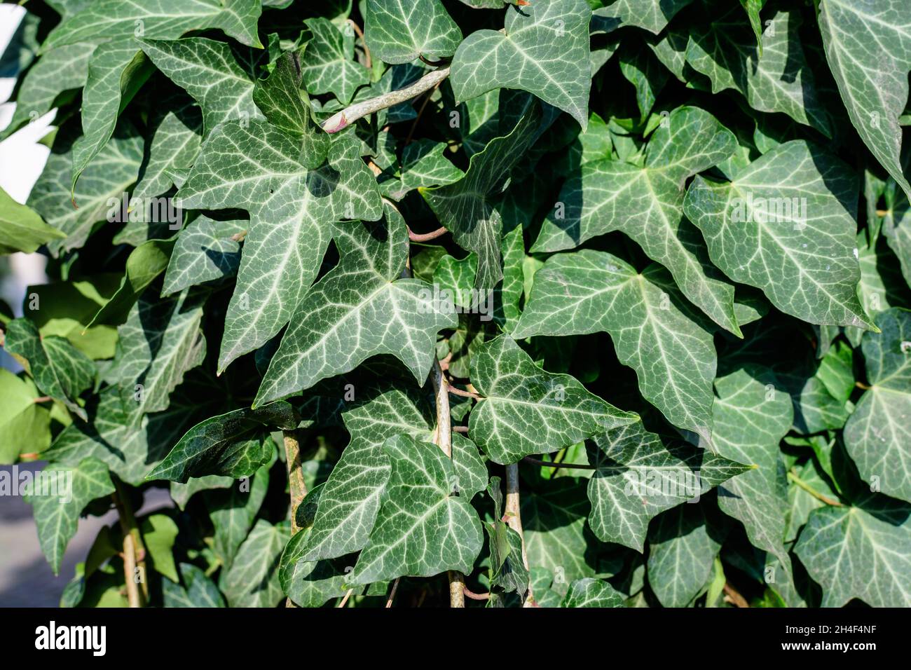 Background with many green leaves of Hedera helix, the common ivy ...
