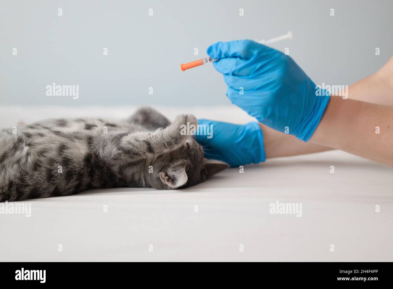 Veterinarian giving an injection to a cat, vaccination and prevention ...