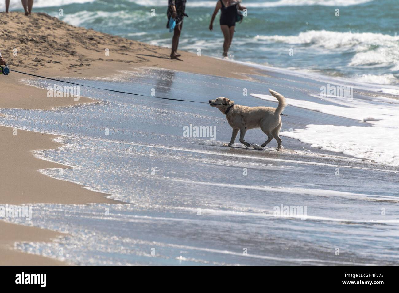 Dog at the sea having fun in the water Stock Photo - Alamy