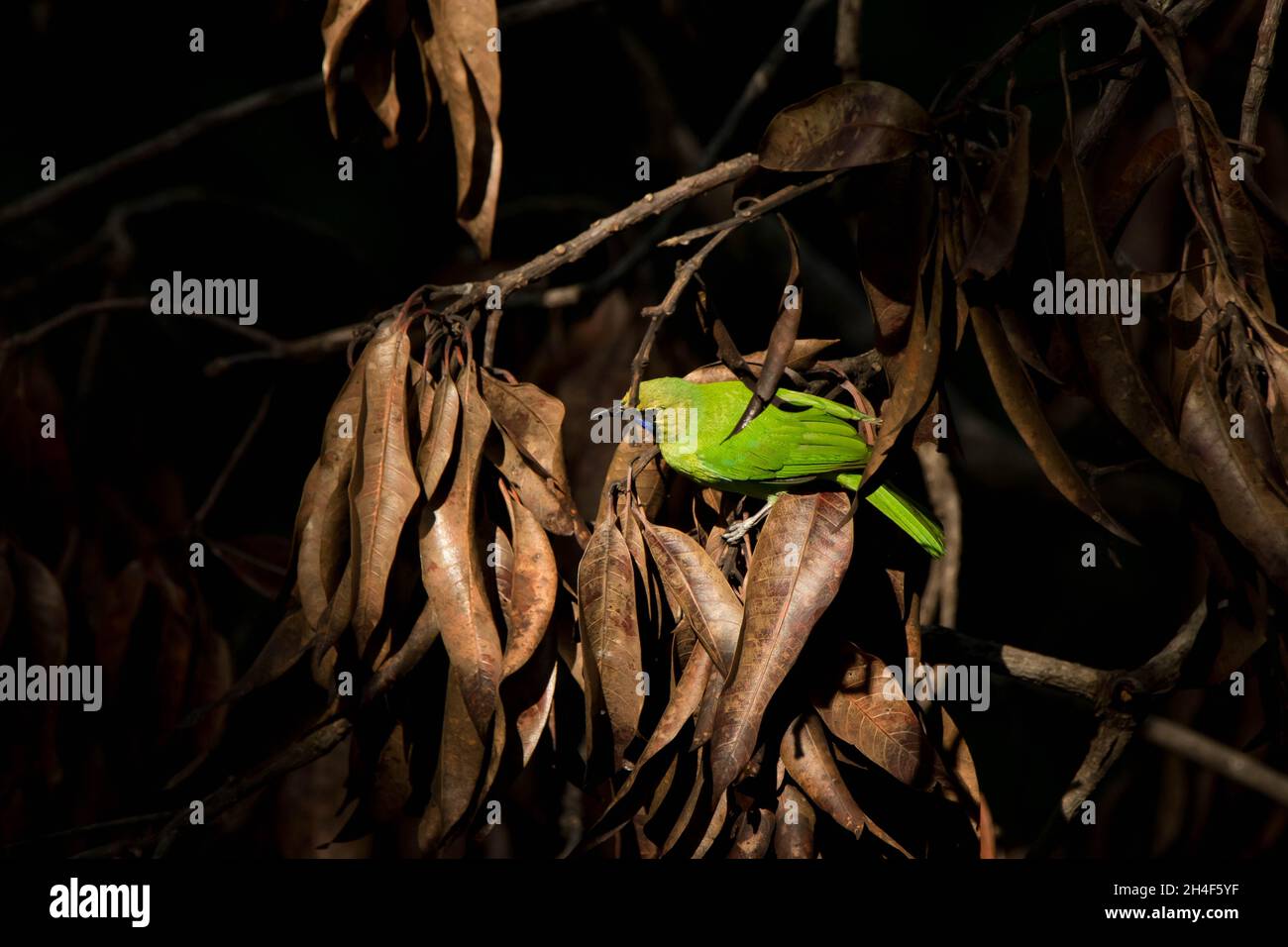 Hidden bird image hi-res stock photography and images - Alamy