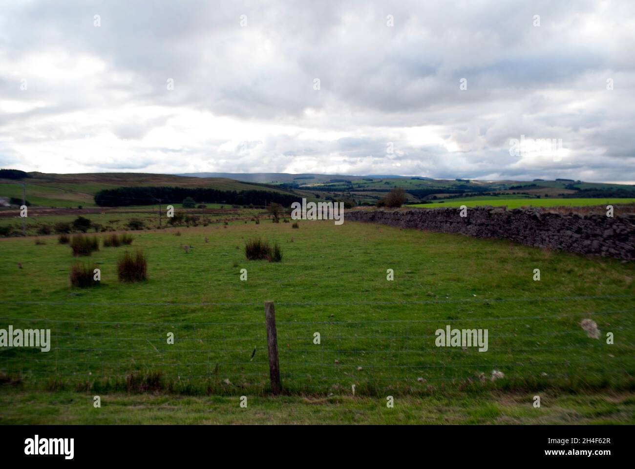 Dry stone wall cutting across rough pasture and trees on Stublick Moor ...