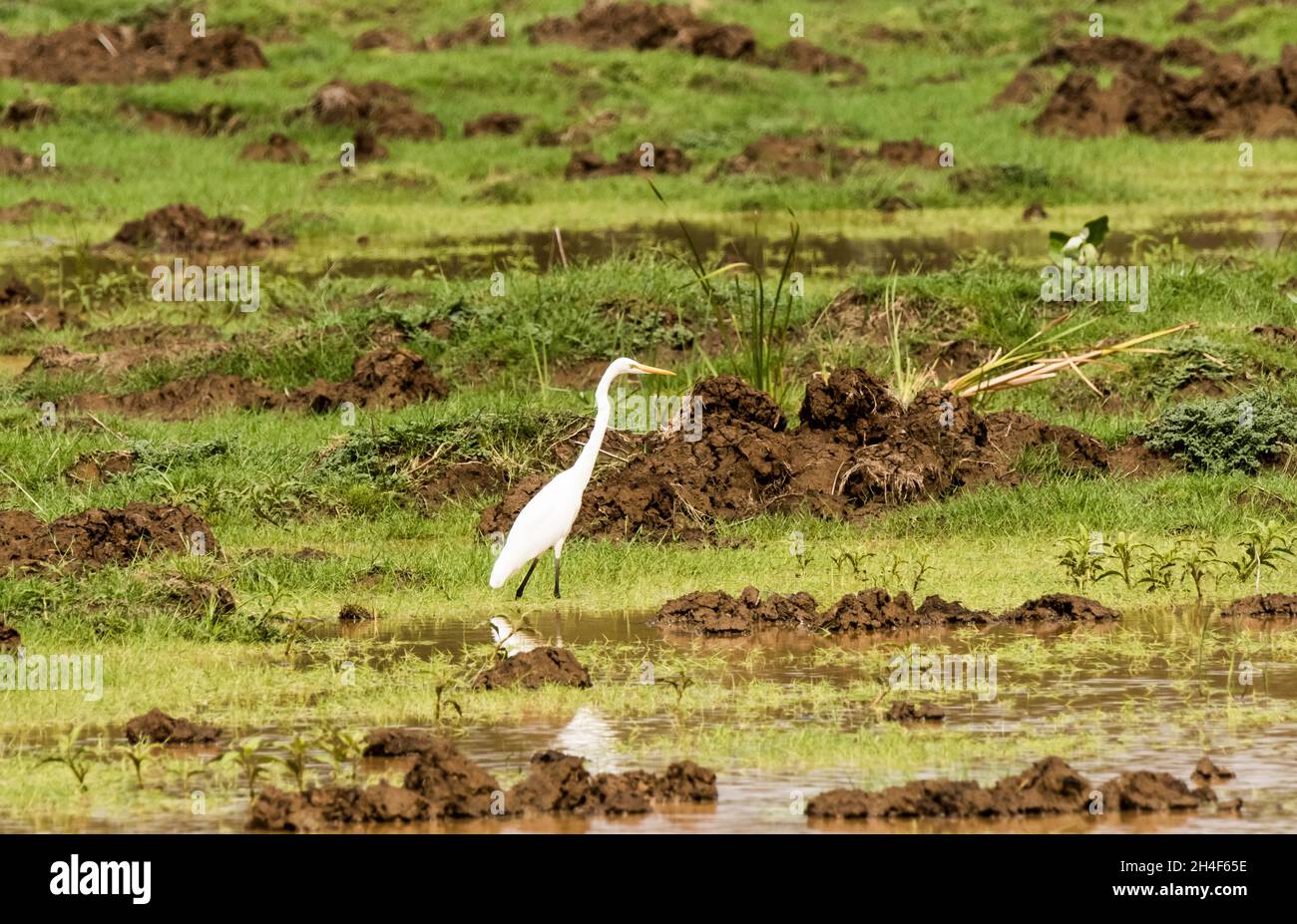 Crane bird black background hi-res stock photography and images - Alamy
