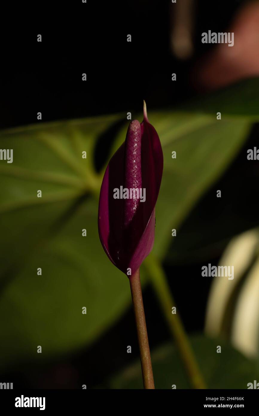 A close-up of purple Anthurium flower Stock Photo - Alamy