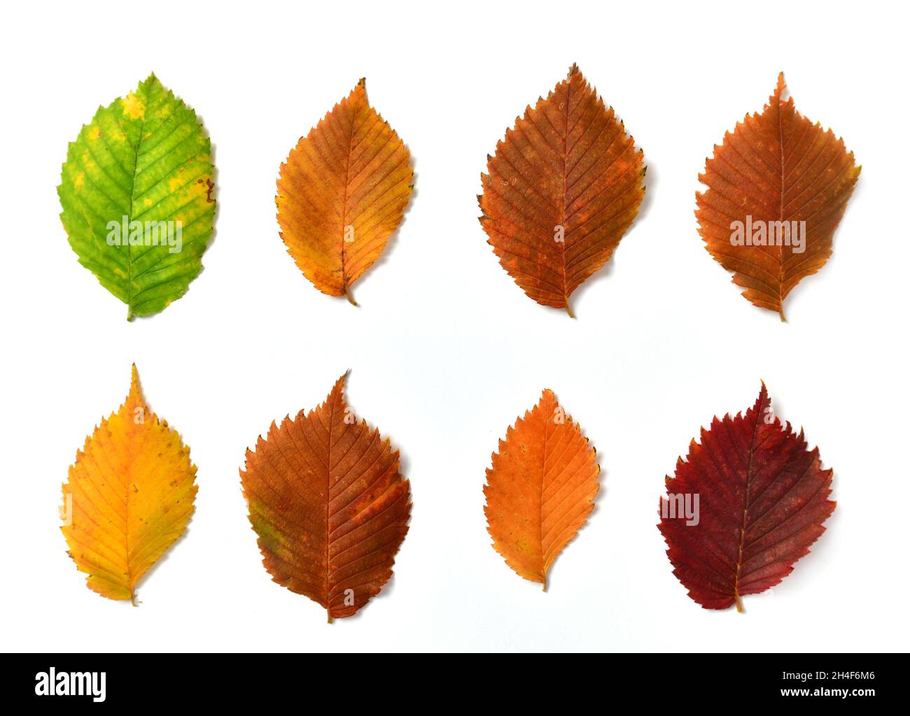 Autumn elm leaves on white background Stock Photo - Alamy