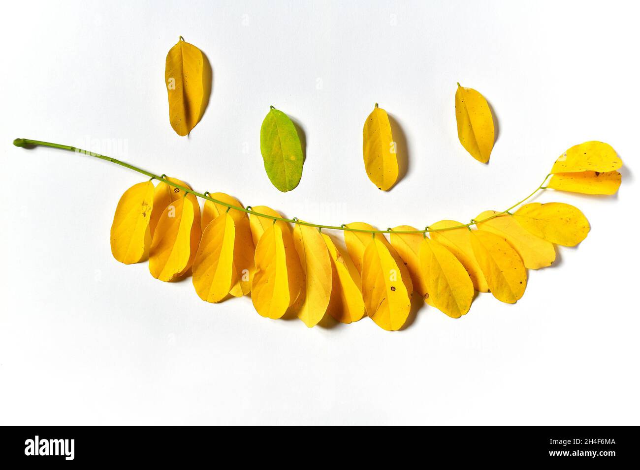 Autumn Robinia pseudoacacia leaves on white background Stock Photo - Alamy