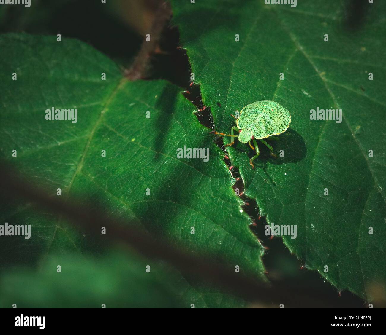 Little bug hi-res stock photography and images - Alamy