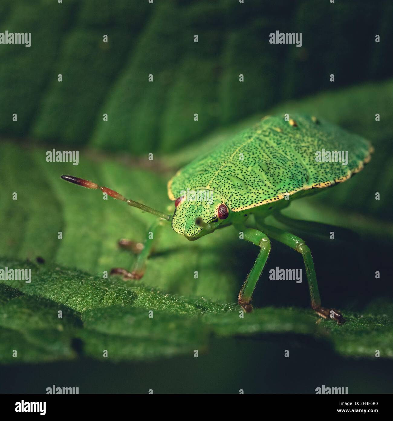 Small and little bug in nature Stock Photo - Alamy