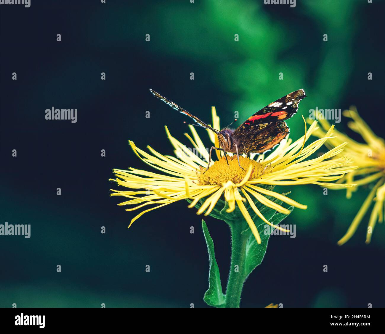 Little butterfly hi-res stock photography and images - Alamy