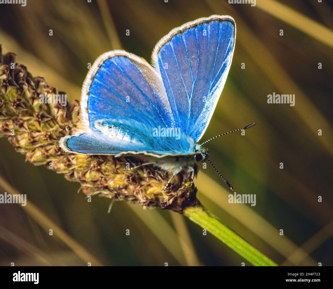Little butterfly hi-res stock photography and images - Alamy