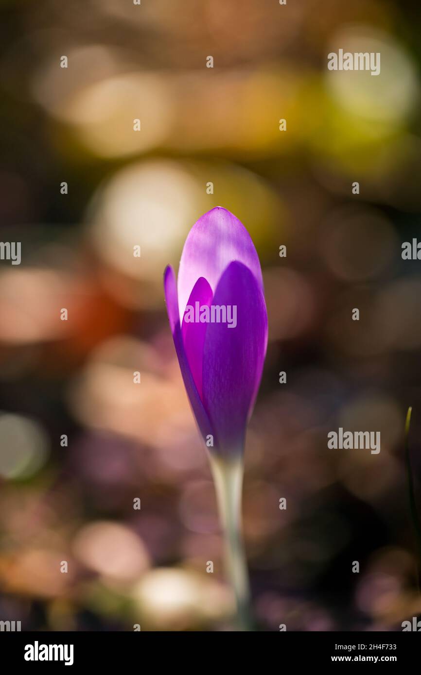 Blue saffron crocus hi-res stock photography and images - Alamy