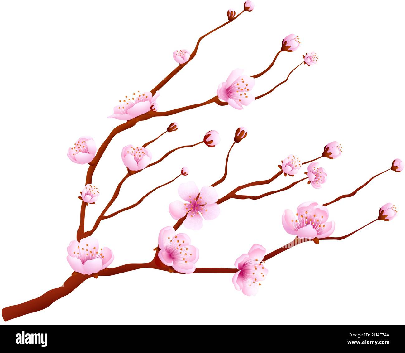 Young sakura tree blooming Stock Vector Images - Alamy